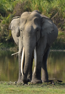 Vision and Objective | Wildlife Institute of India, an Autonomous ...