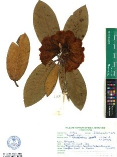 Protected Area Centric WII-Herbarium | Wildlife Institute of India, an ...