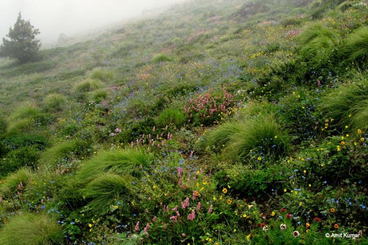 WHS : Photo Gallery | Wildlife Institute of India, an Autonomous ...