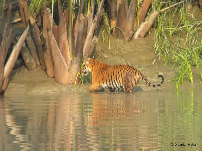 WHS : Photo Gallery | Wildlife Institute of India, an Autonomous ...